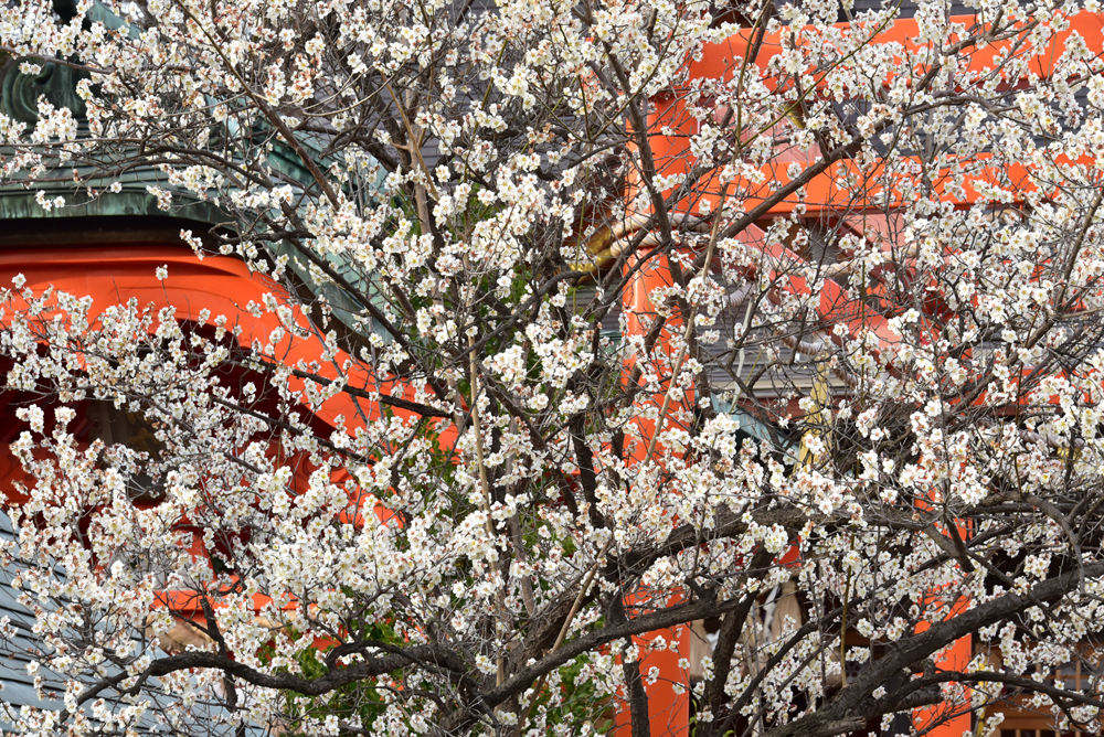 榴岡天満宮（つつじがおかてんまんぐう） 梅が満開です。 3月16日 : pitarouファミリーのブログ