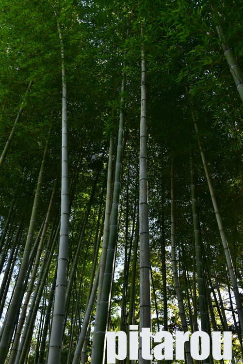 ＃4 秋保温泉緑水亭の庭 2019年10月撮影 : pitarouファミリーのブログ