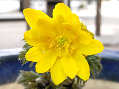 おのでらクリニックさんの花 2022年3月9日撮影 : pitarouファミリーのブログ