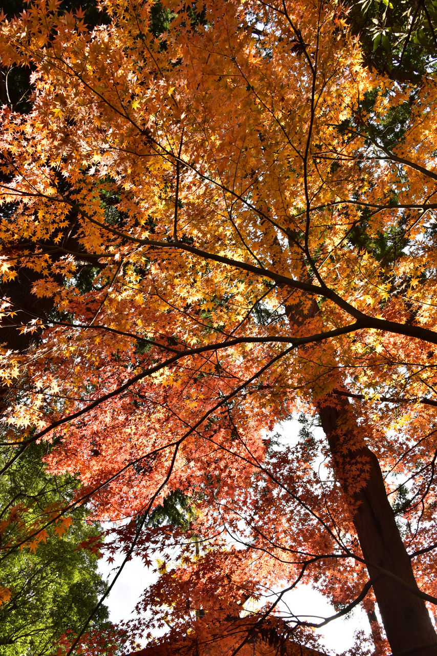 榴岡天満宮の紅葉が綺麗でした。12月1日 : pitarouファミリーのブログ