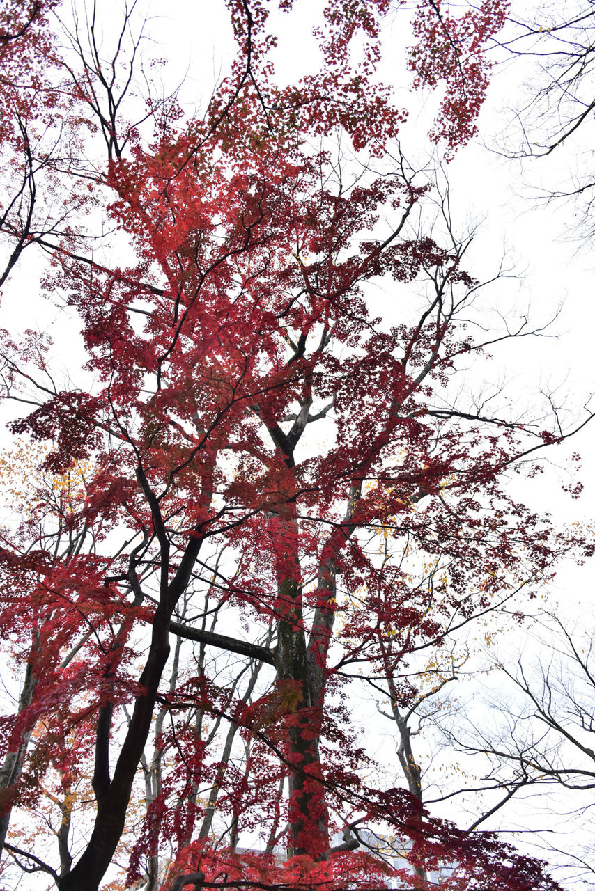 紅葉 2017 : pitarouファミリーのブログ