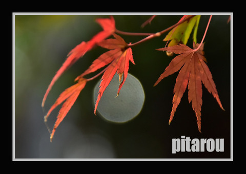 ＃1若林区卸町神社と東の杜大通 2020年11月13日 : pitarouファミリーのブログ