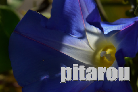 街角の朝顔 2021年10月2日撮影 : pitarouファミリーのブログ