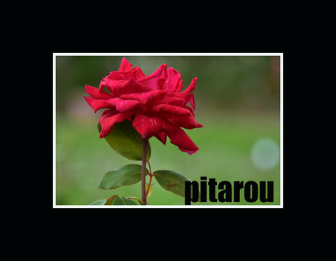 ＃4 せんだい農業園芸センター ランドラ・アトール・香貴・クリスチャンディオール・ローラ・シャコック・アンバサダー : pitarouファミリーのブログ