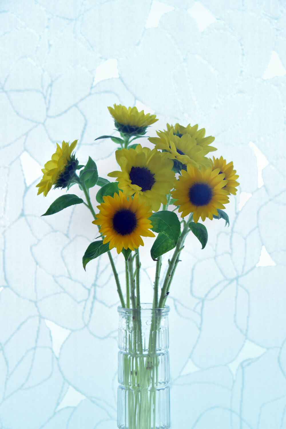 おのでらクリニックさんの花 ひまわり : pitarouファミリーのブログ