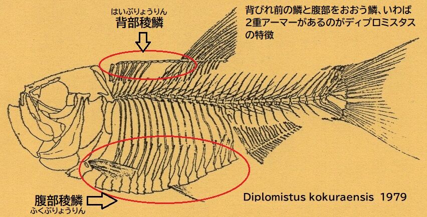 ディプロミスタス・コクラエンシス 2 : ぷらもった～たてゆの化石採集記