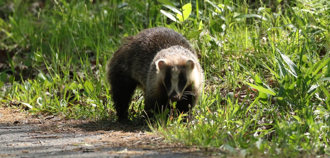 Meles meles anakuma, Japanese badger : My_Cubbyhole