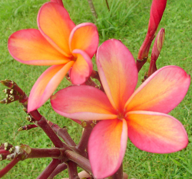 plumeria loop:Pauahi Ali I