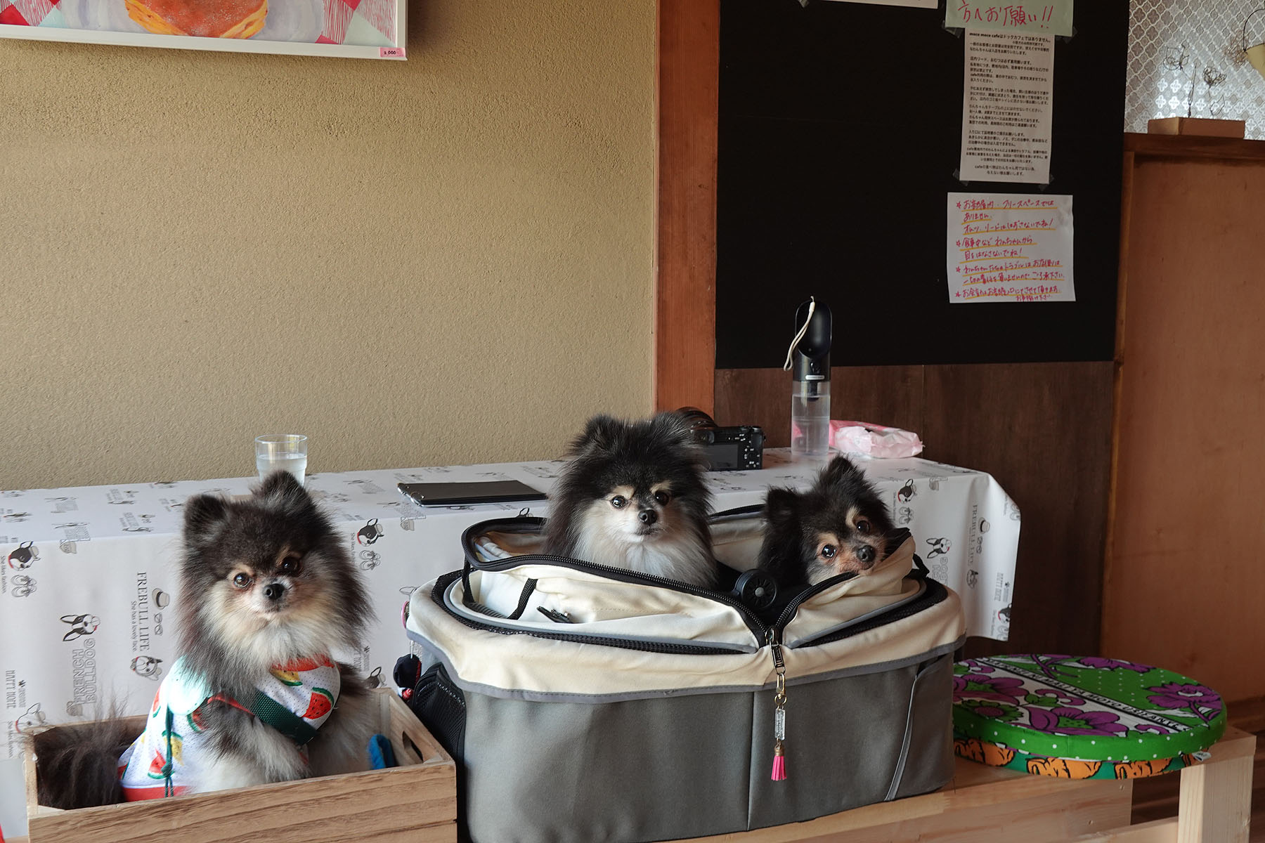 黒ぽめ！あんことおはぎとだんごちゃん:【店内わんこOK】加茂市信濃川近くmoco moco Cafe