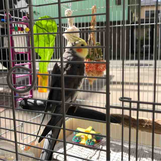 台風一過 : まったり覚書。with オカメインコ