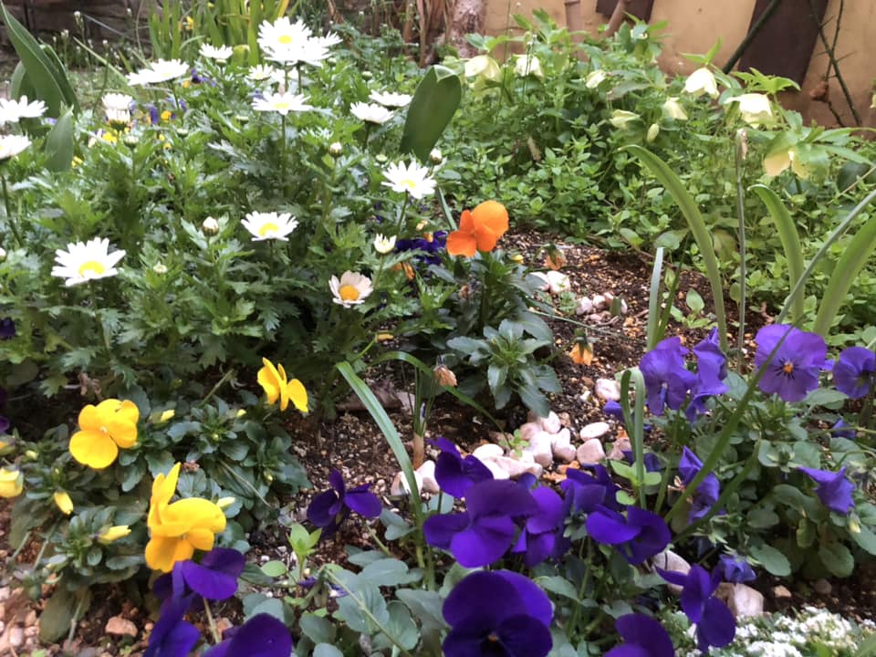 JBBY子どもの本の日フェスティバル☆オンラインイベント : みどりの緑陰日記