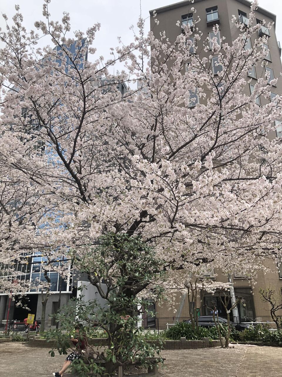 JBBY子どもの本の日フェスティバル＠ポプラ社 : みどりの緑陰日記