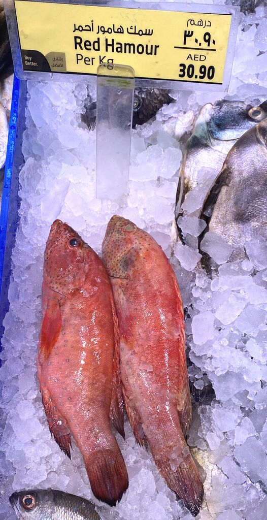 カマトンblog