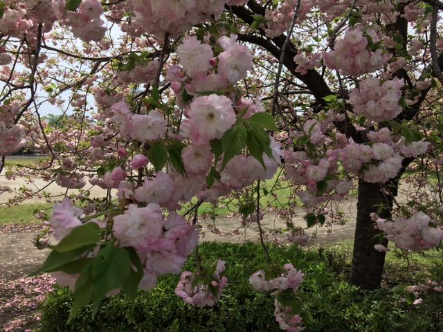 SJDF 2017年度春季大会 : 薔薇の言葉