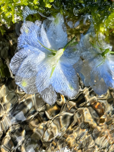 キラキラのお届けとお知らせ／望月ひかり : PureWhite～ピュアホワイト～の癒blog