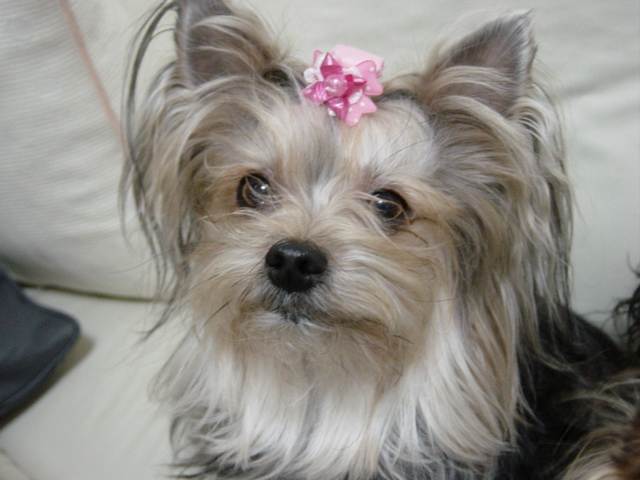 今日は記念日♪ : ぷりんといっしょ、まりんもいっしょ