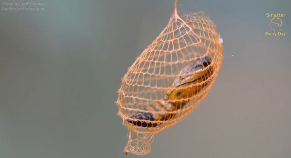 ハンモックのような中に繭が！！ちょっとカッコいいミノムシのようなサイバーチックな繭：urodid moth cocoon！！ : ジャポンタ