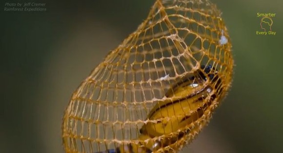 ハンモックのような中に繭が！！ちょっとカッコいいミノムシのようなサイバーチックな繭：urodid moth cocoon！！ : ジャポンタ