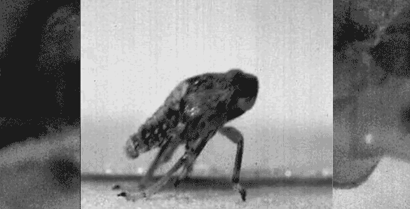 昆虫なのに機械的なギア付いている！！Issusと呼ばれるウンカ（planthopper）に属するユニークな昆虫！！ : ジャポンタ