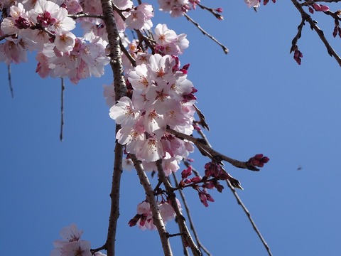 Spring flowers : quaternary258のblog
