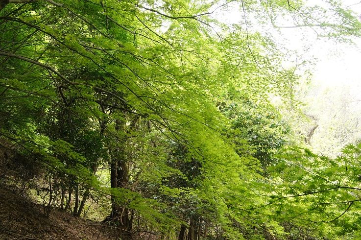 2012年05月 : quaternary258のblog