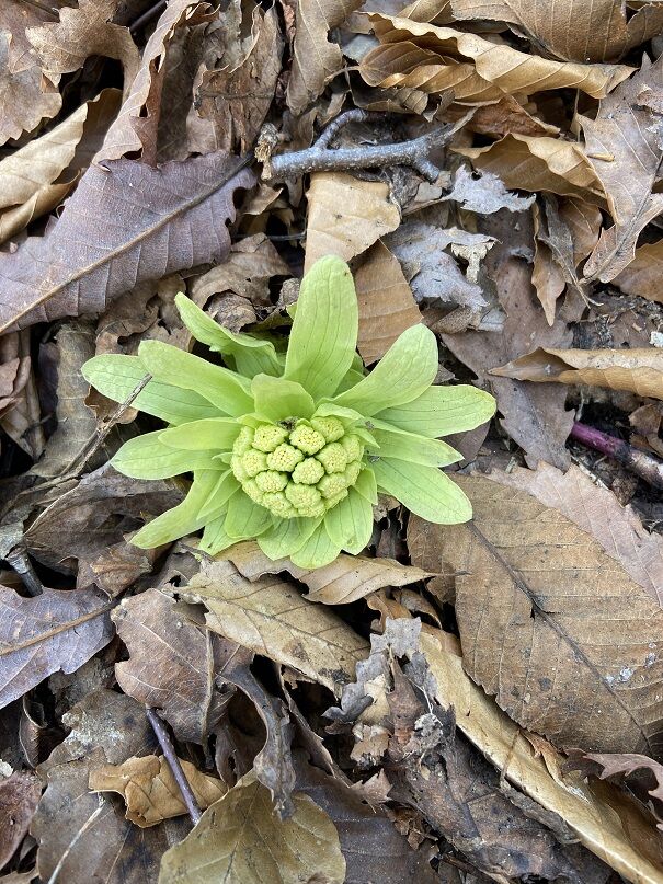 Niigata : quaternary258のblog