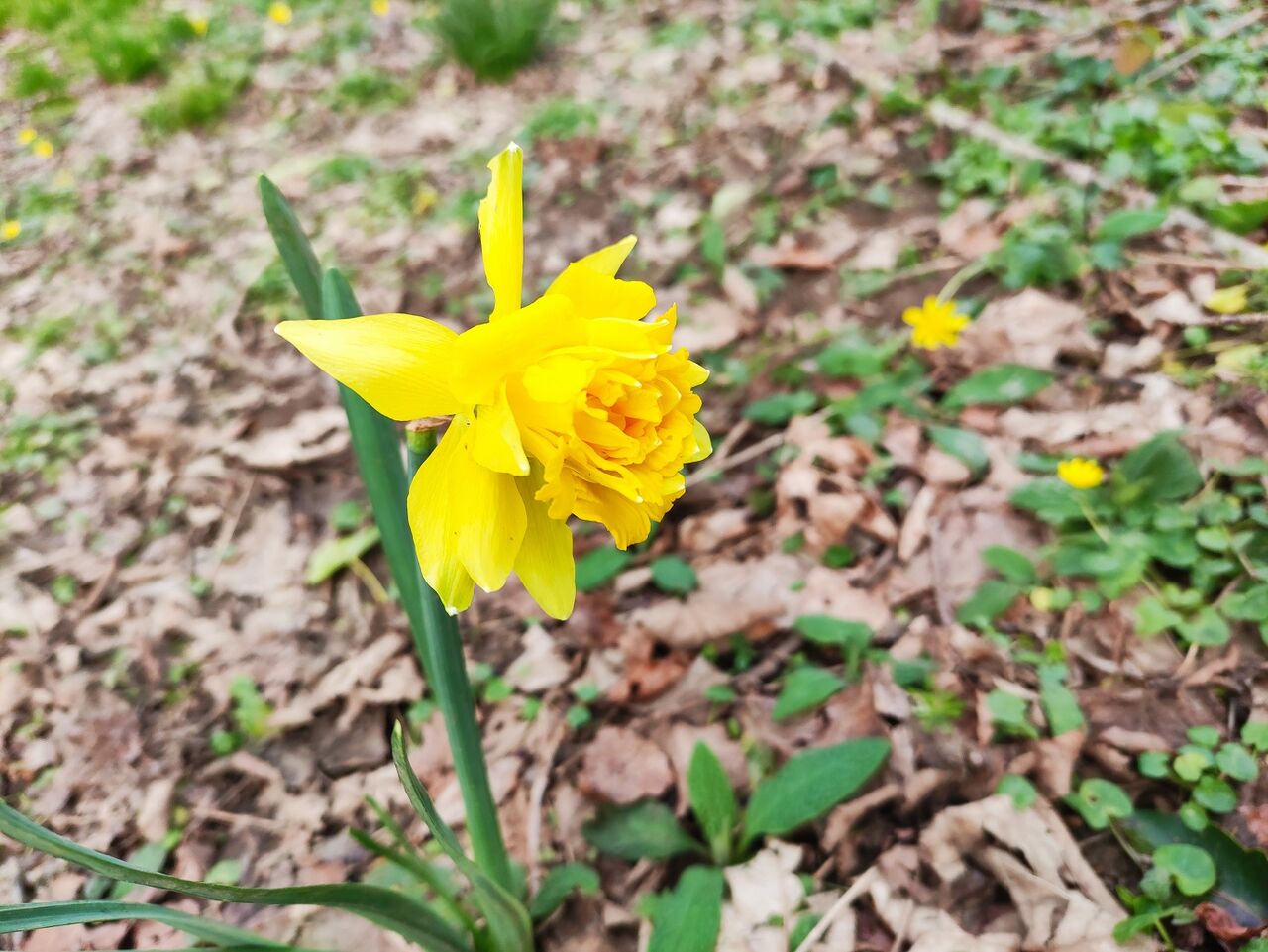 Spring flowers : quaternary258のblog