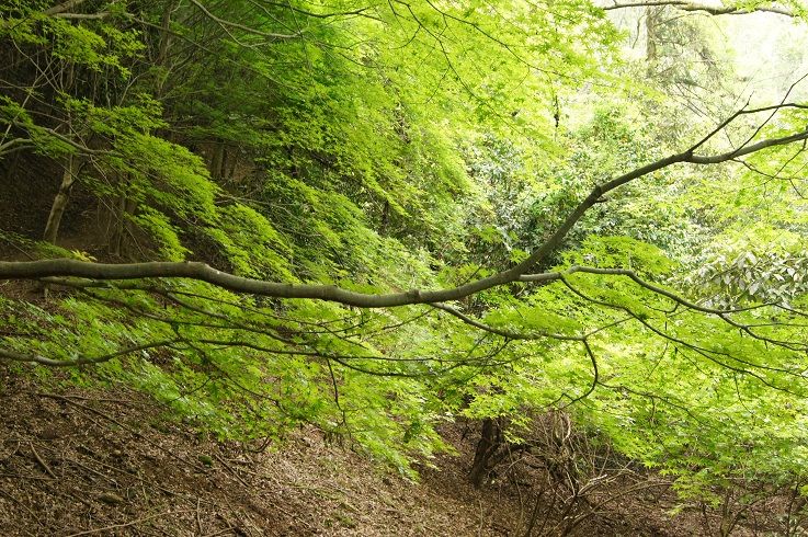 2012年05月 : quaternary258のblog