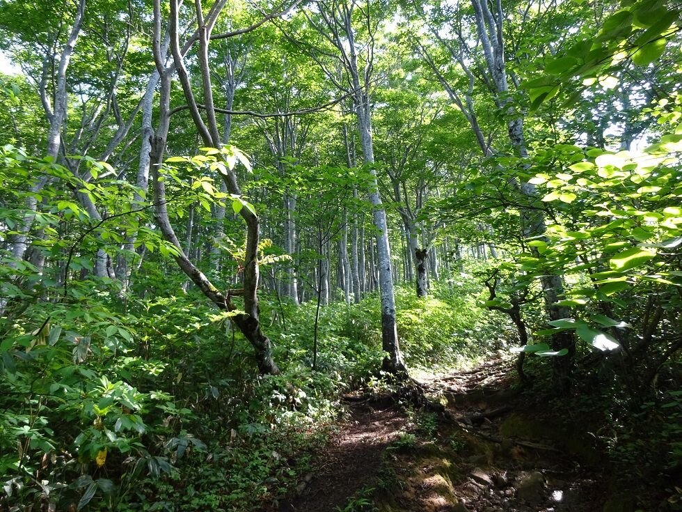 Niigata : quaternary258のblog