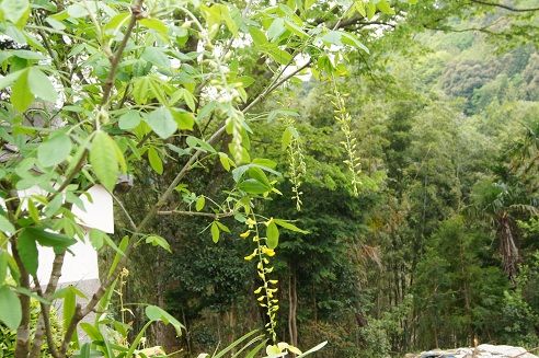 5_07 Mt. Iwama (Kasatori) : quaternary258のblog