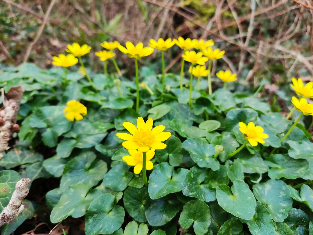 Spring flowers : quaternary258のblog