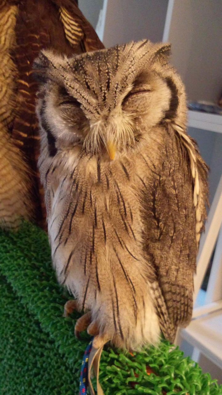 ムッキムキムキ☆ムッチムチ : 動物写真・写メ