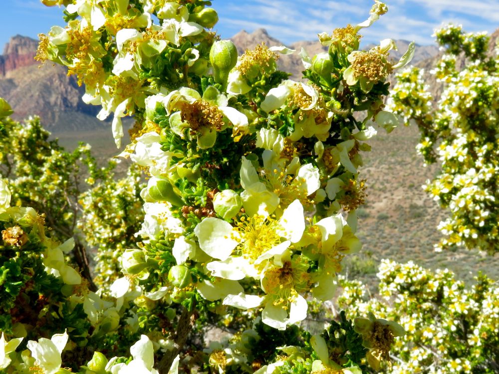 2016 ラスべガス : REDWOODのブログ