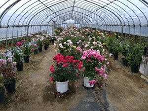 remmikkiのブログ : 平山バラ園 千葉県山武郡横芝町