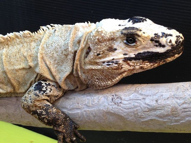 改めてご紹介。パンダイグアナ（Ctenosaura pectinata“Panda”） : CANDLEブログ