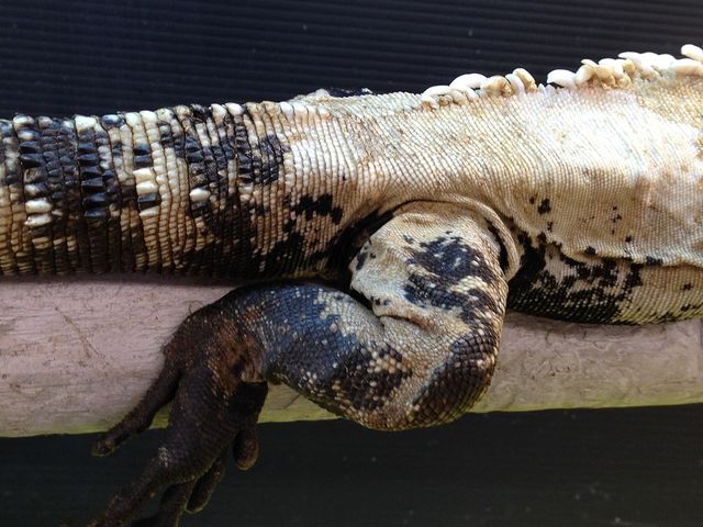 改めてご紹介。パンダイグアナ（Ctenosaura pectinata“Panda”） : CANDLEブログ
