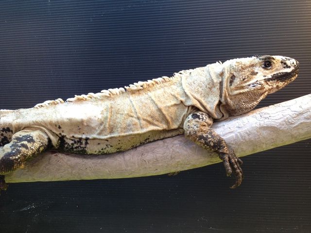 改めてご紹介。パンダイグアナ（Ctenosaura pectinata“Panda”） : CANDLEブログ