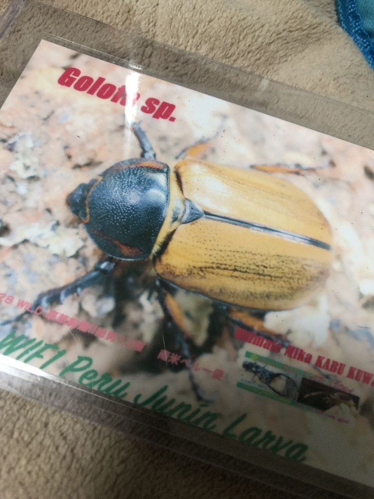 ゴロファsp（スパサ似）羽化 : お昼寝するよ！