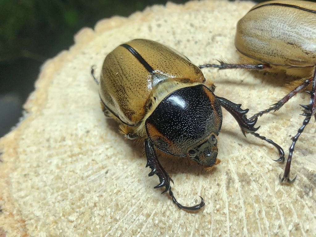 ゴロファsp（スパサ似）羽化 : お昼寝するよ！