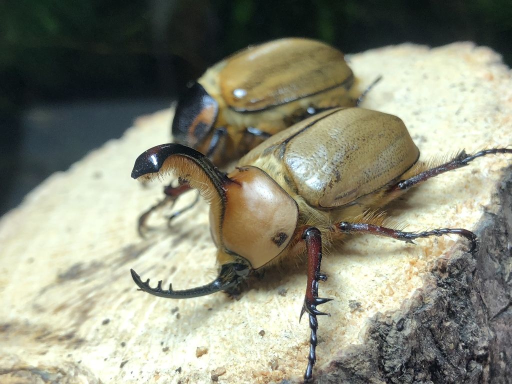 ゴロファsp（スパサ似）羽化 : お昼寝するよ！