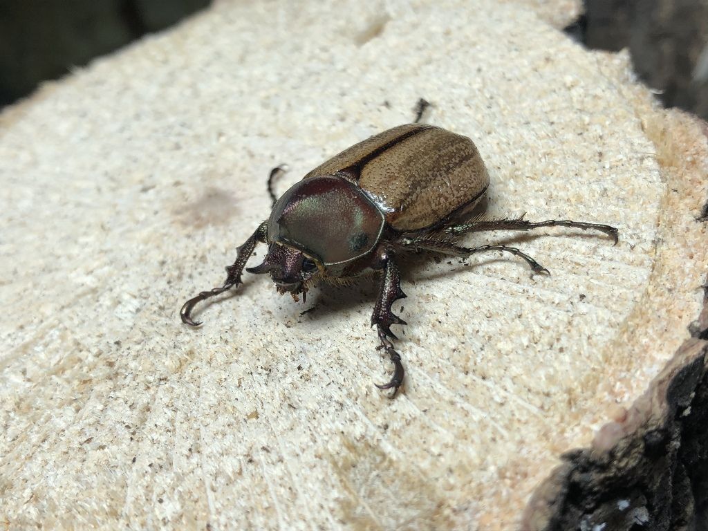 ウルスヒナカブト累代継続中 : お昼寝するよ！