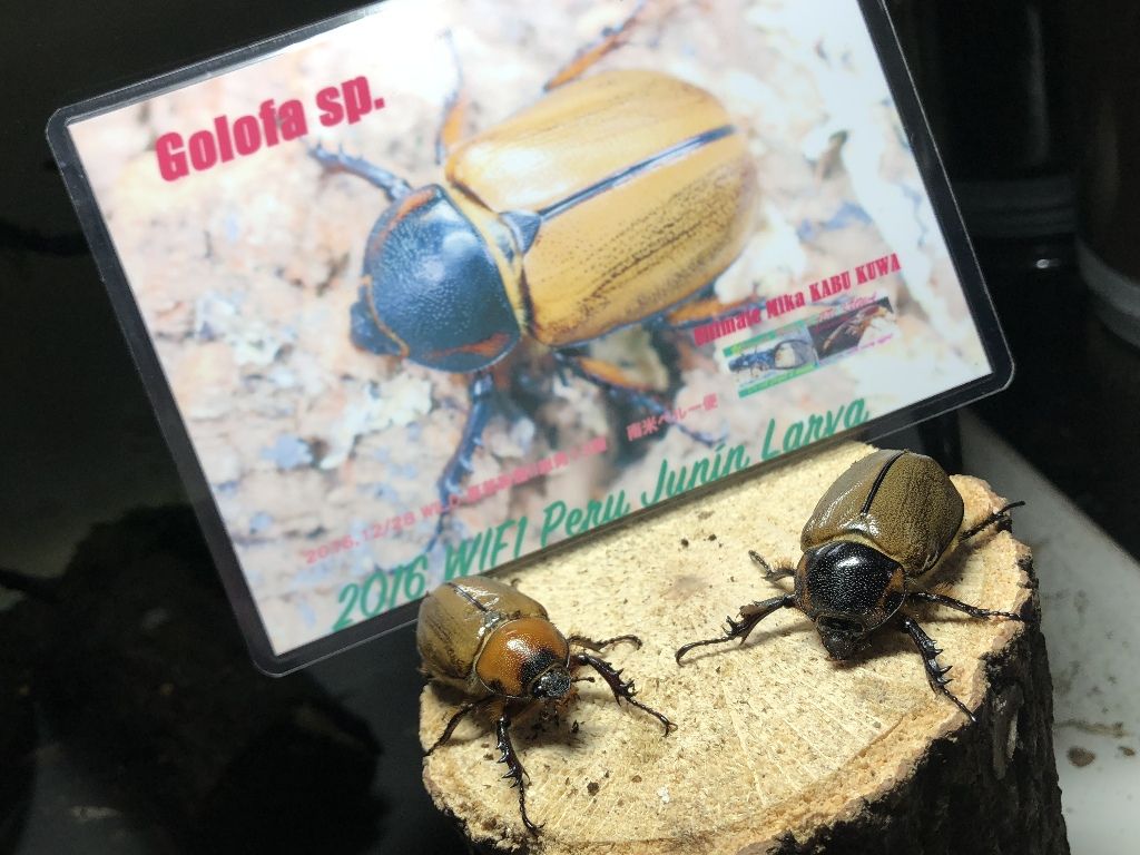 ゴロファsp（スパサ似）羽化 : お昼寝するよ！