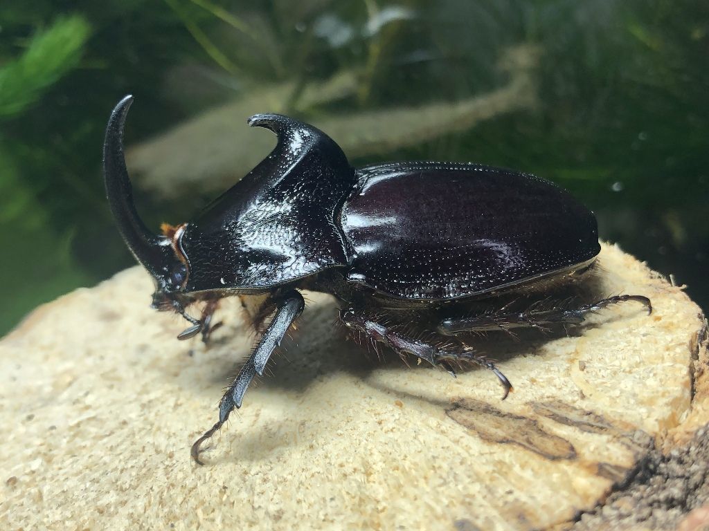 パンカブト : お昼寝するよ！