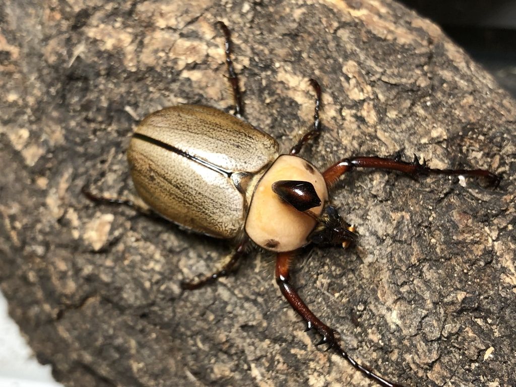 ゴロファsp（スパサ似）羽化 : お昼寝するよ！