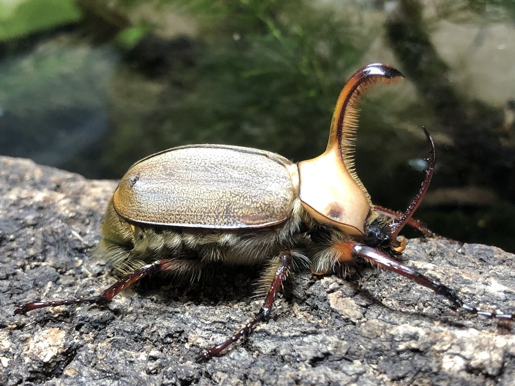 ゴロファsp（スパサ似）羽化 : お昼寝するよ！