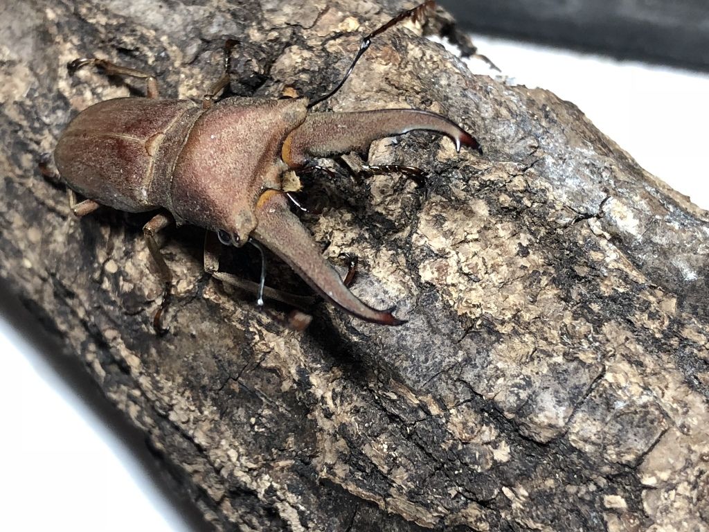 2019年01月15日 : お昼寝するよ！