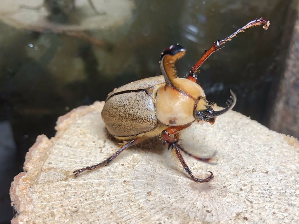 ゴロファsp（スパサ似）羽化 : お昼寝するよ！