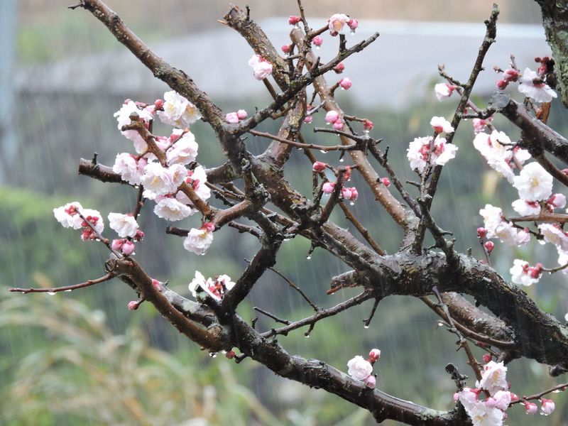 #1231 春雨に 萌えし柳か 梅の花 ・・・ : 万葉歳時記 一日一葉