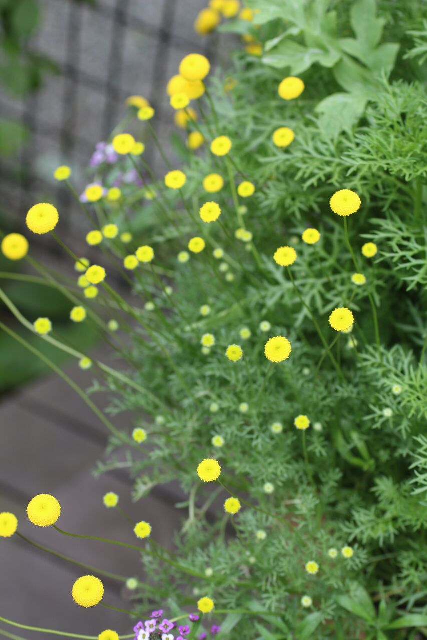 コツラ : タネから育てるガーデニング ～サンズコートガーデニング通信 三橋理恵子