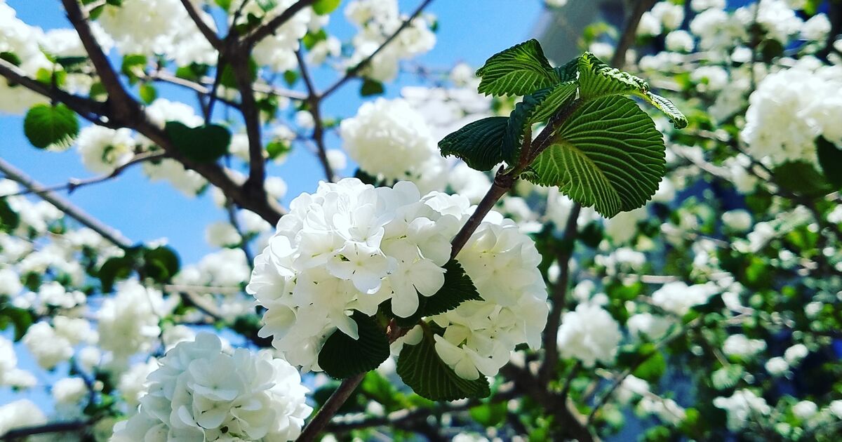 2026年01月 : りきまるダイエット日記